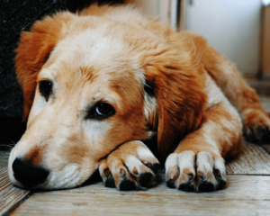 Your Dog Scraped His Nose? Here's What To Do [Step By Step Guide ...