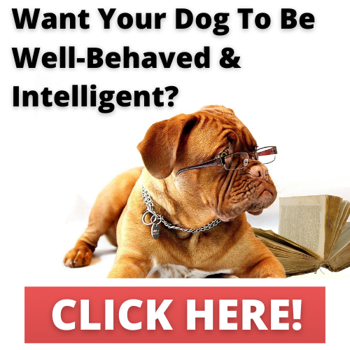 Your Dog Has Chapped Lips? [Here's Everything You Need To Know ...