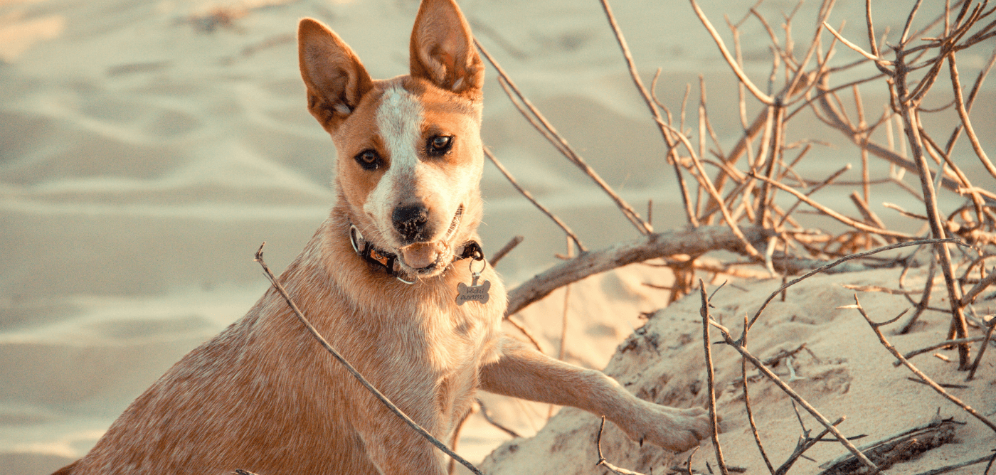 Red Heeler Behavior Problems [And How to Fix Them]... - Fun With Pups