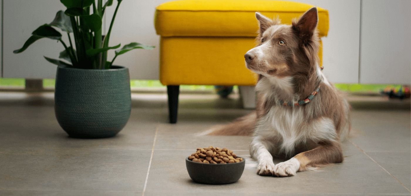 Your Dog Swallowed Food Down The Wrong Pipe? [Here's Everything You ... Your Dog Swallowed Food Down The Wrong Pipe? [Here's Everything You ...