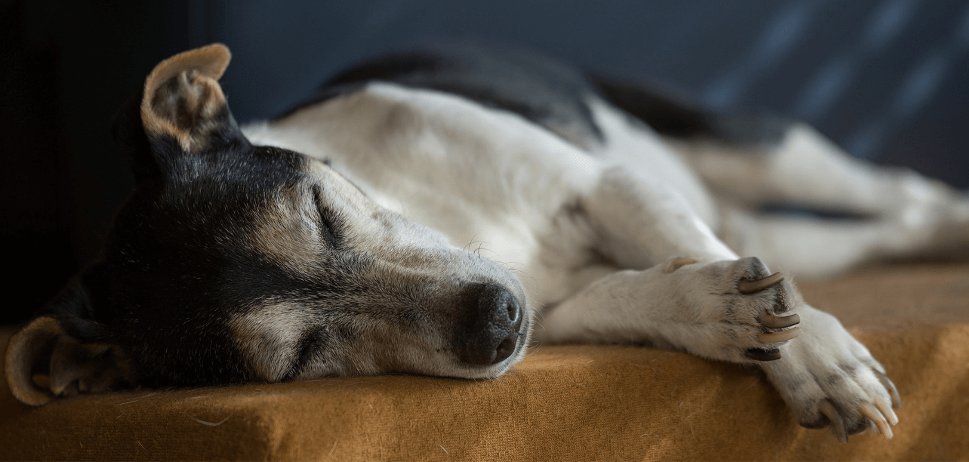 Your Old Dog Has A Hernia? [Here's Everything You Need To Know ...